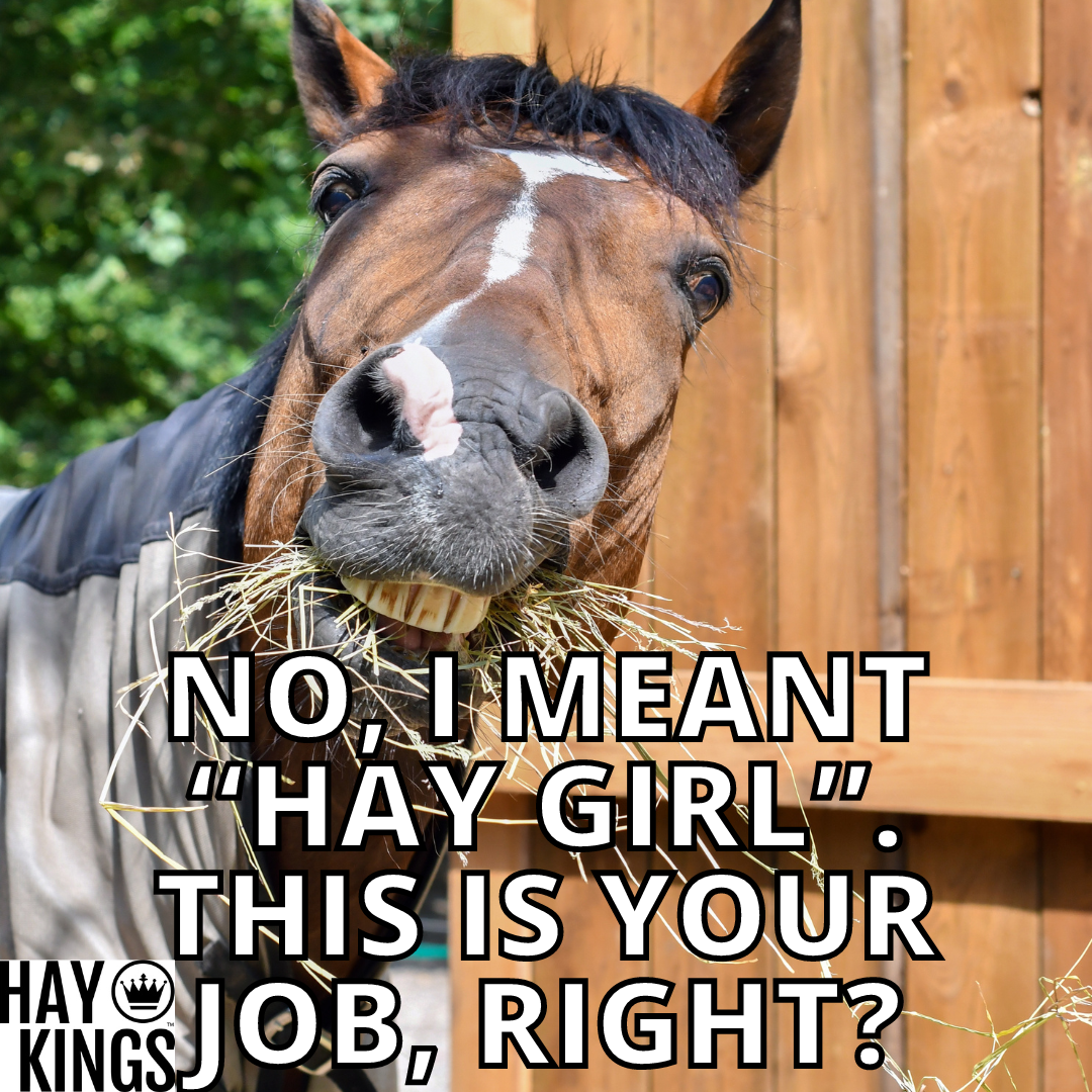 Why Horse Owners Are Selective About Hay: Health and Nutrition Priorit ...