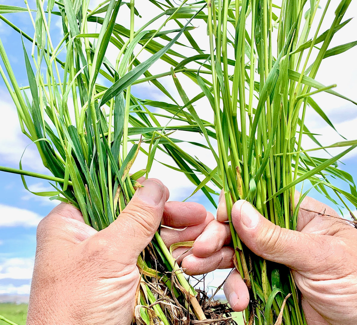 5 Key Risks of Hay Harvesting: What Every Farmer Needs to Know – Hay Kings