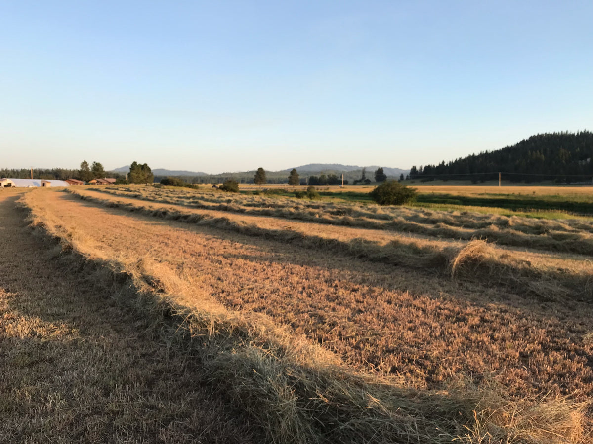 Trade Specs - Phase One and Timothy – Hay Kings